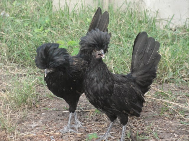 Amadas Galinhas : galinha polonesa