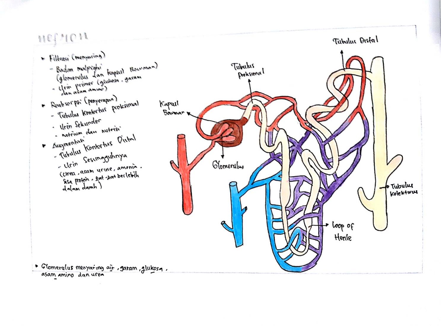 Pembahasan Laporan Praktikum Biomedis I: SIstem Organ