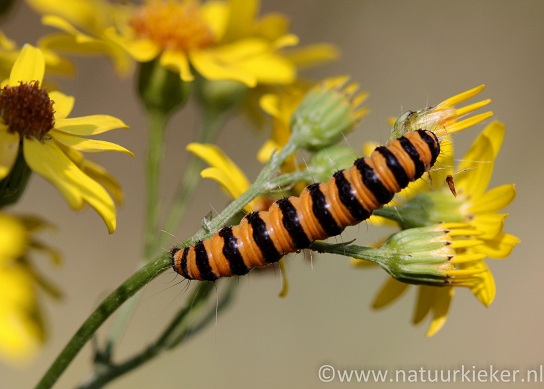 Jan en Jacob zijn twee rood/zwarte nachtvlinders