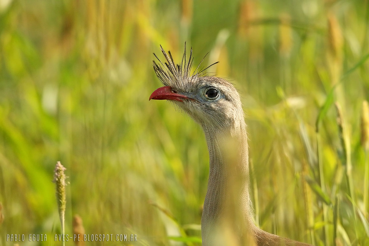 mis fotos de aves: Cariama cristata Chuña Patas Rojas Red-legged Seriema