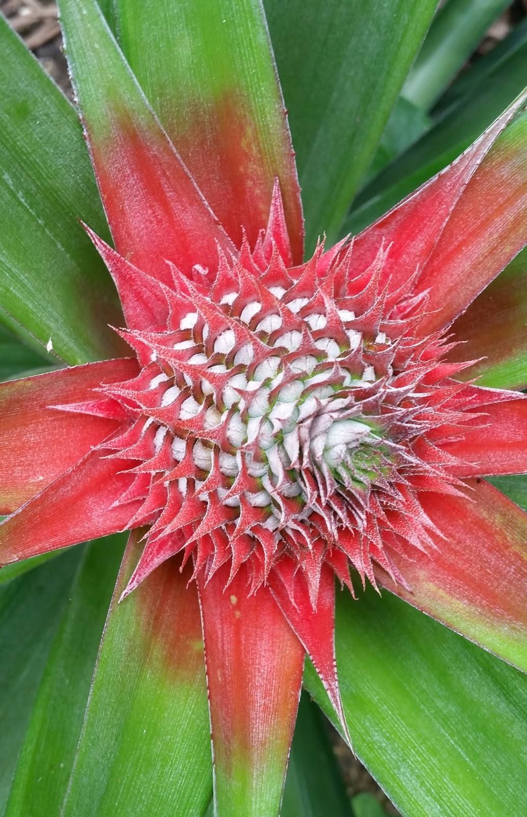 Warisan Petani: Nanas Sarawak 3.