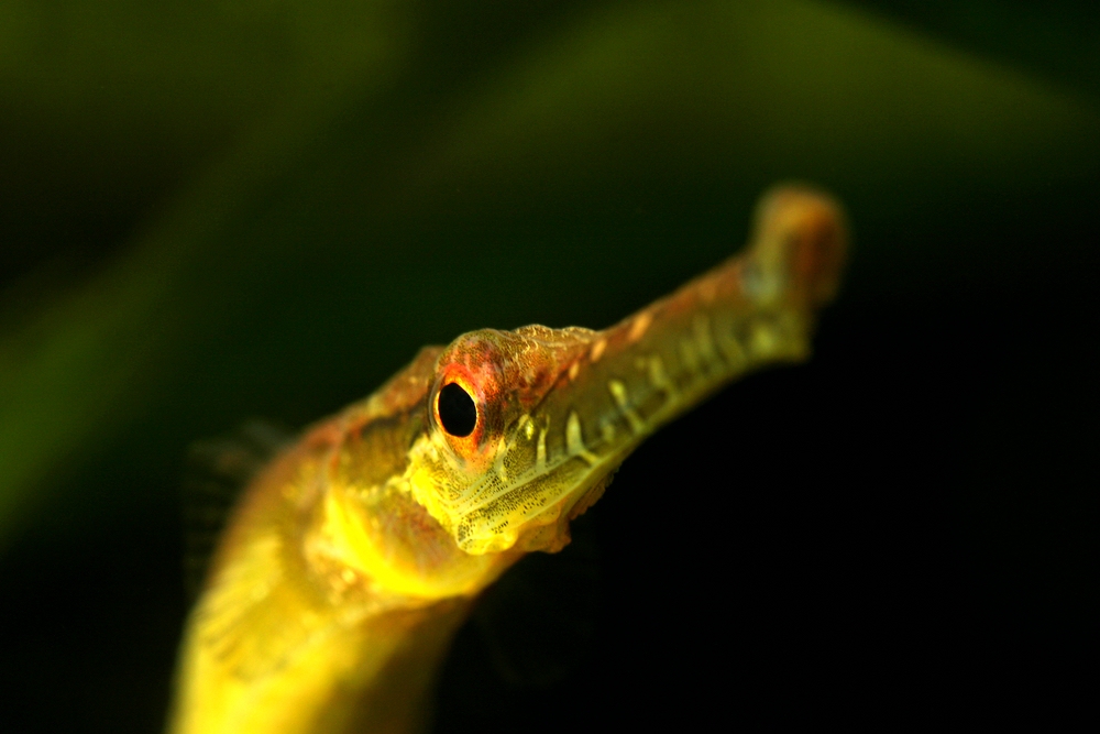 Microphis brachyurus - Short-tailed pipefish | FRESHWATER FISHES OF SRI ...