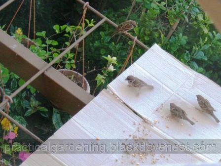 Practical Gardening: Homemade Bird Trap - Pre-Baiting Sparrows