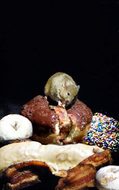 The Neurocomplimenter: A Neural Circuit for Voracious Overeating in ...