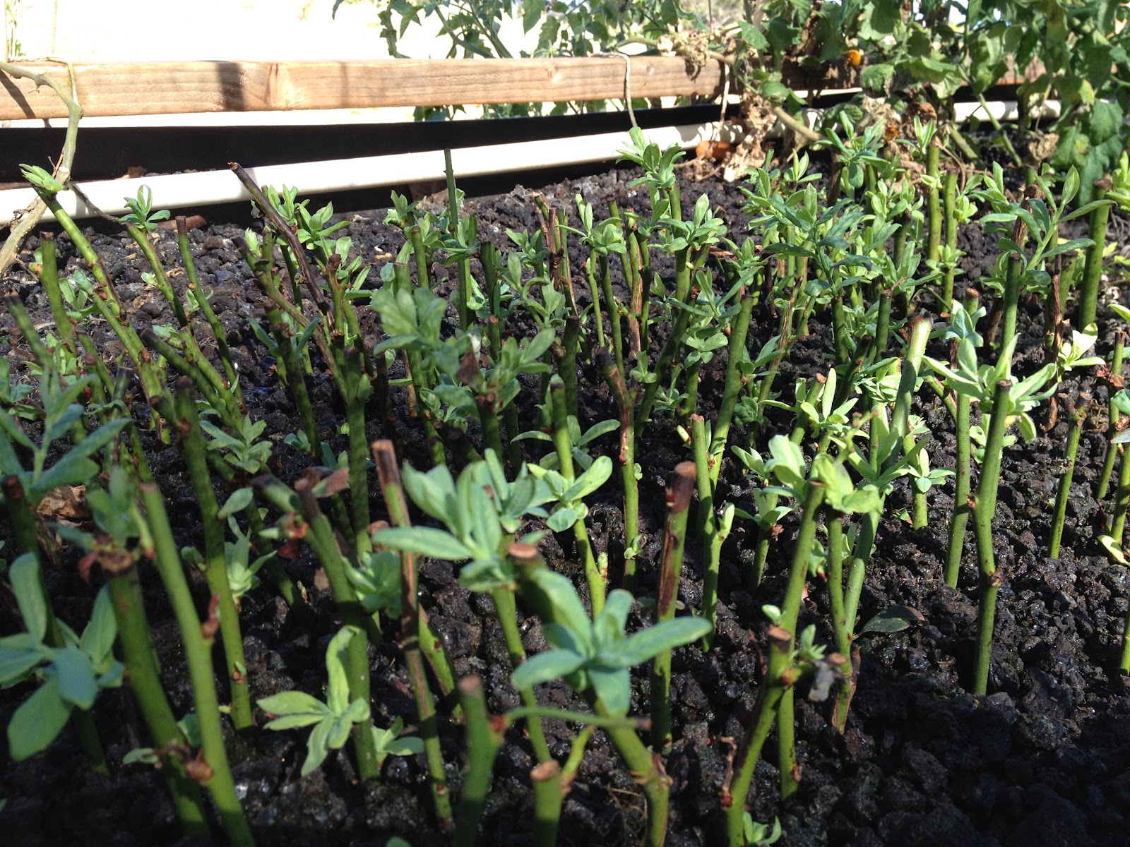 LIFE-CTAHR: Blueberry Cuttings Showing Promise