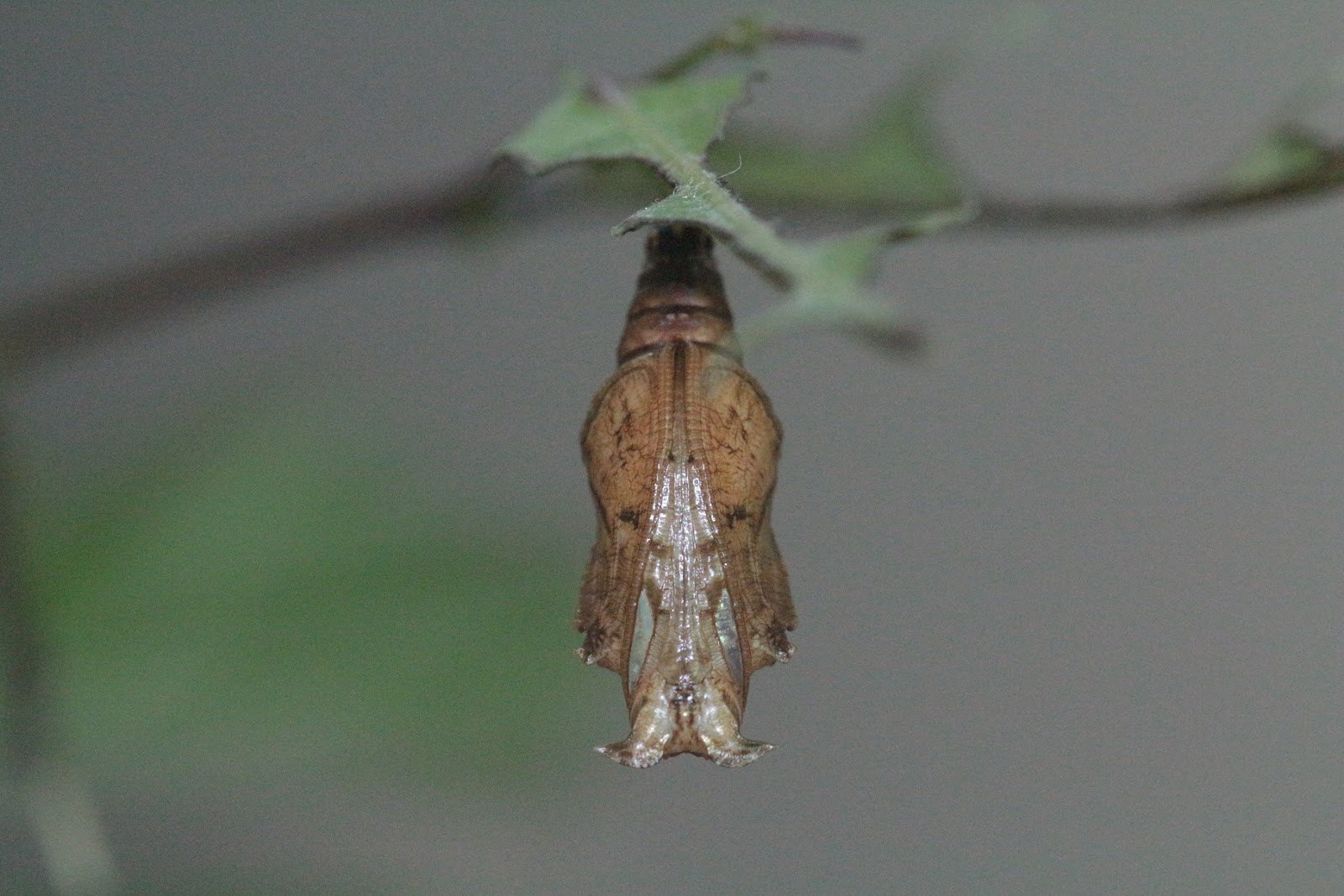 臺灣蝴蝶誌 Butterflies in Taiwan: 雙色帶蛺蝶/台灣單帶蛺蝶(Athyma cama zoroastes)