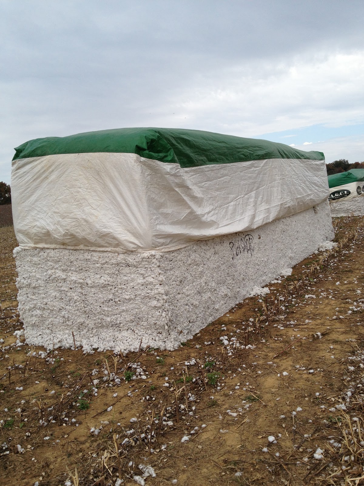 Halcyon Days: More About the Cotton Harvest