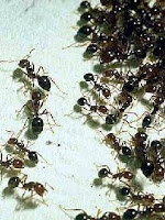 Universo Animal: ¿Cómo se forma una colonia de hormigas?