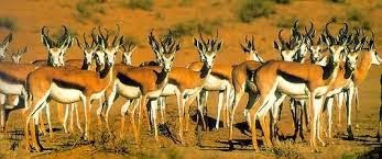 Dinatla Game Breeding: Te Koop: Swart Rooibok Ram