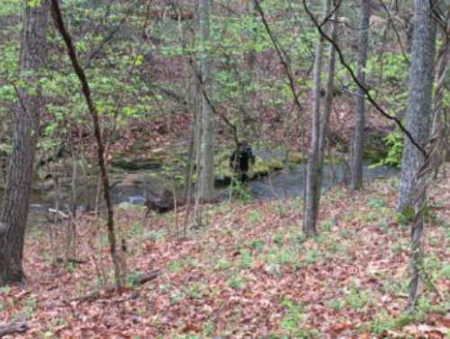 Cryptid Photos Taken at Patuxent Research Refuge
