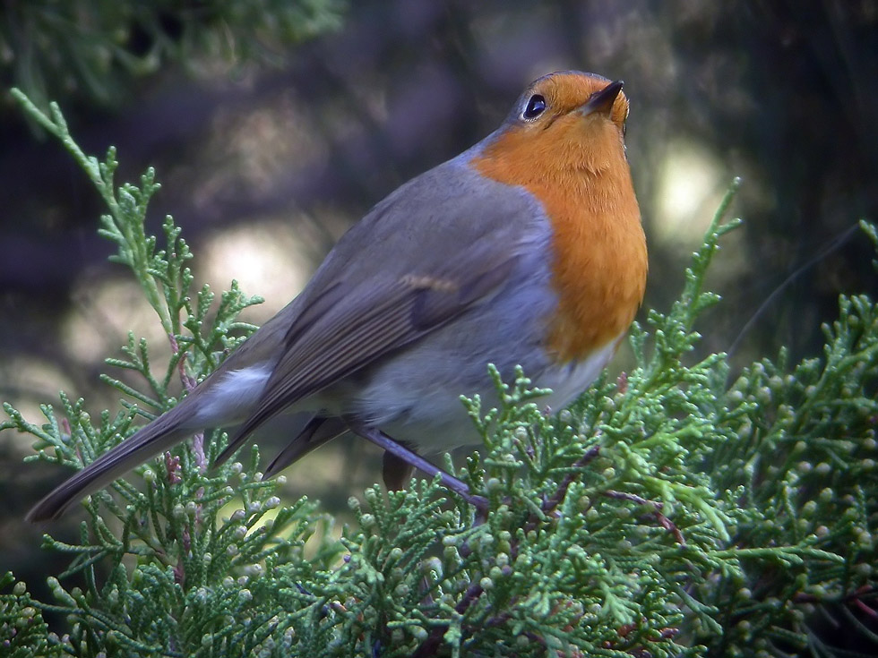 Aves de Marbella: Petirrojo, un invernante común.