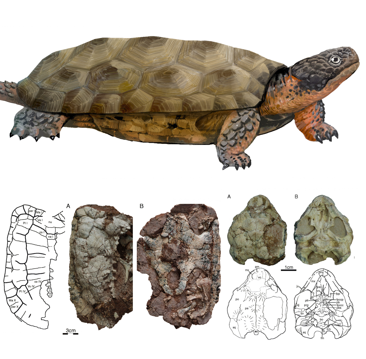 Species New to Science: [Paleontology • 2016] Sichuanchelys ...
