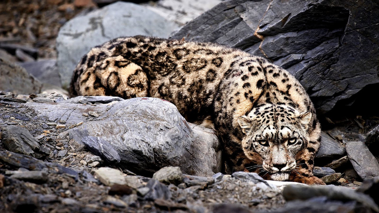 Are Snow Leopards Endangered - Danger Choices