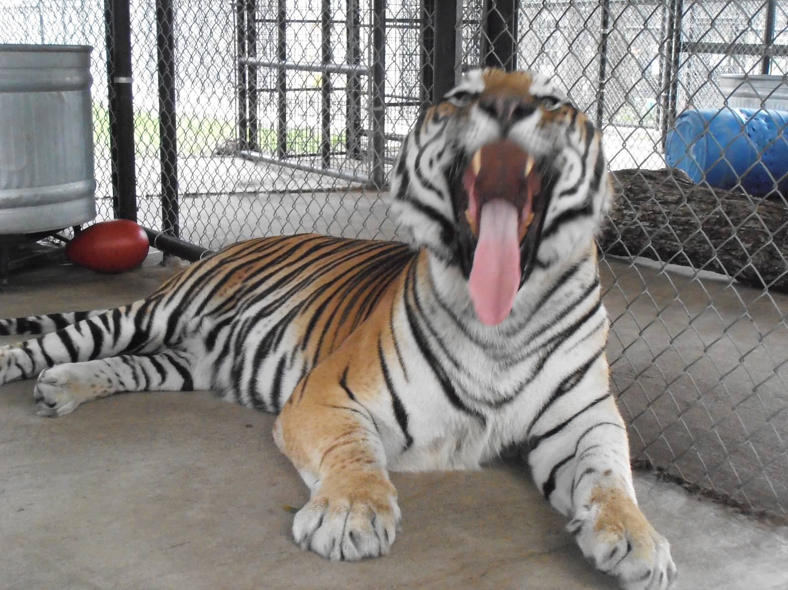 In-Sync Exotics' Cat Tales: Tiger of a Different Stripe Challenge!