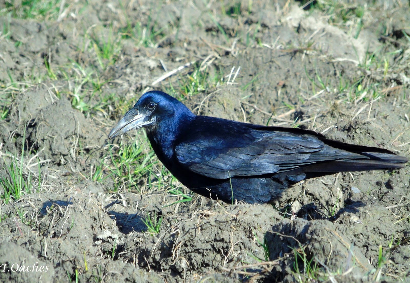 PASARI DIN ROMANIA: CIOARA DE SEMANATURA, Corvus frugilegus