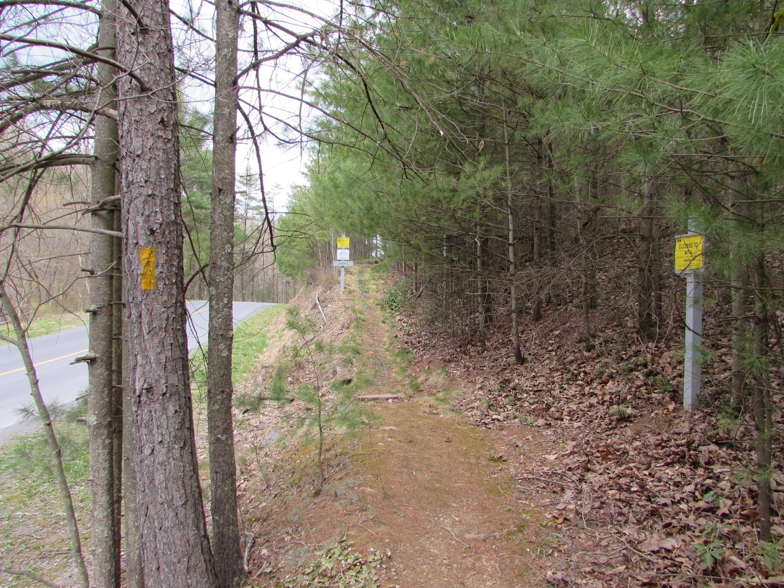 One of the World's Oldest Organisms: Hoverter & Sholl Box Huckleberry ...