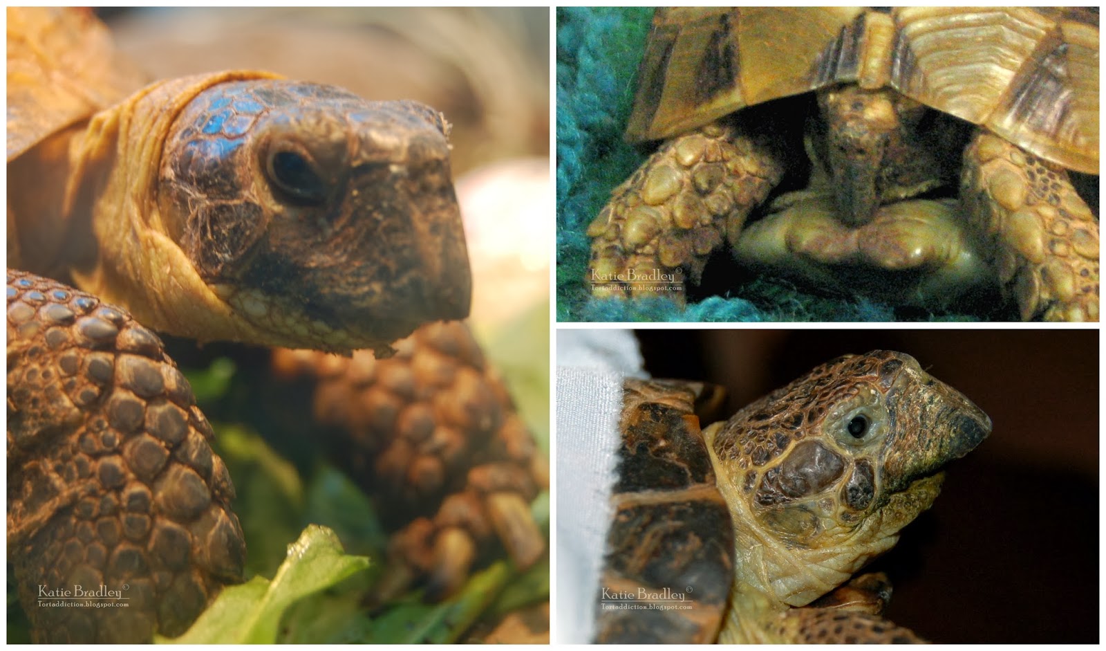 Tortaddiction: Comparison of healthy vs overgrown tortoise beaks