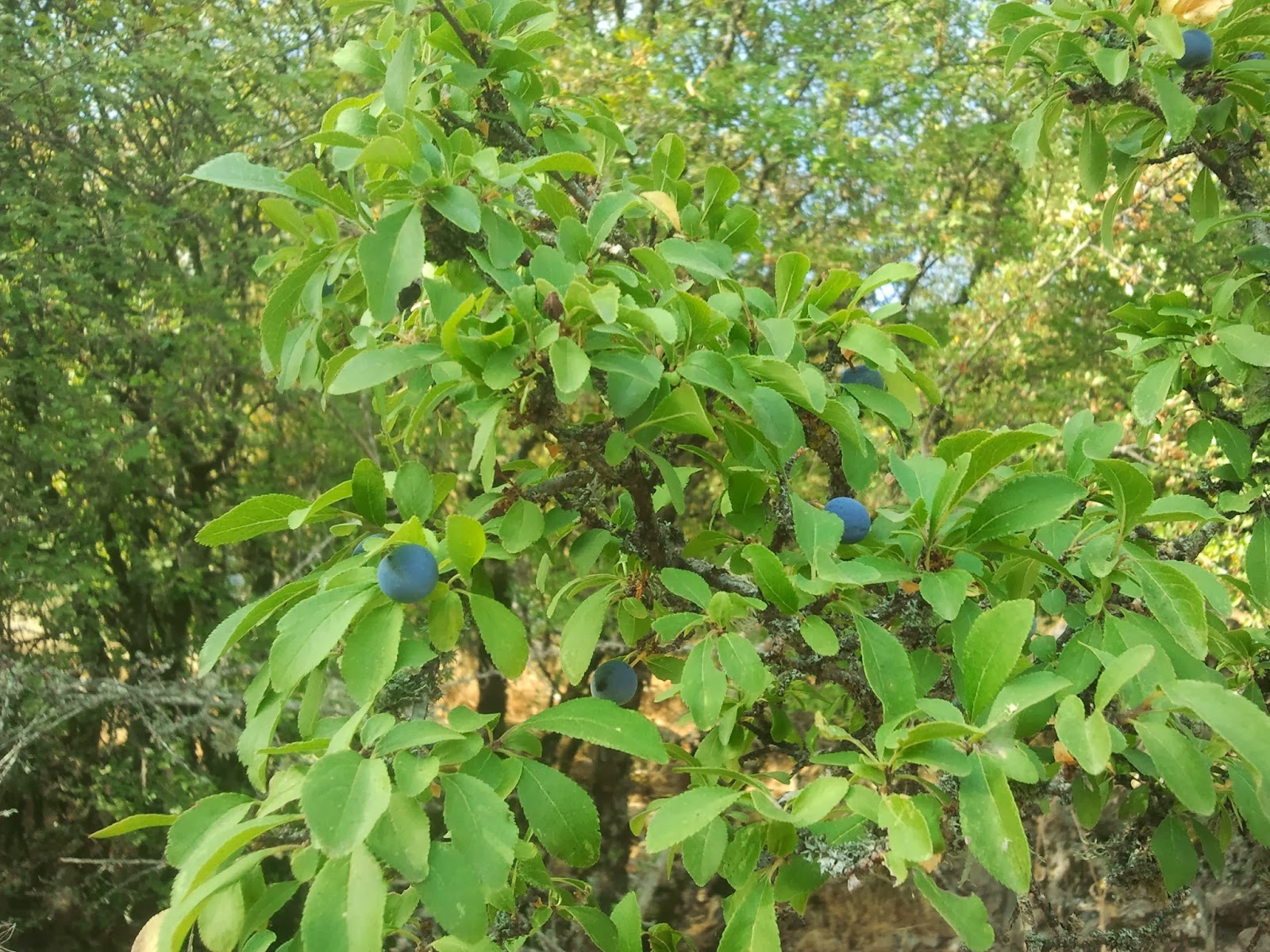 PLANTAR CIENTOS DE ARBOLES: ENDRINO, prunus spinosa