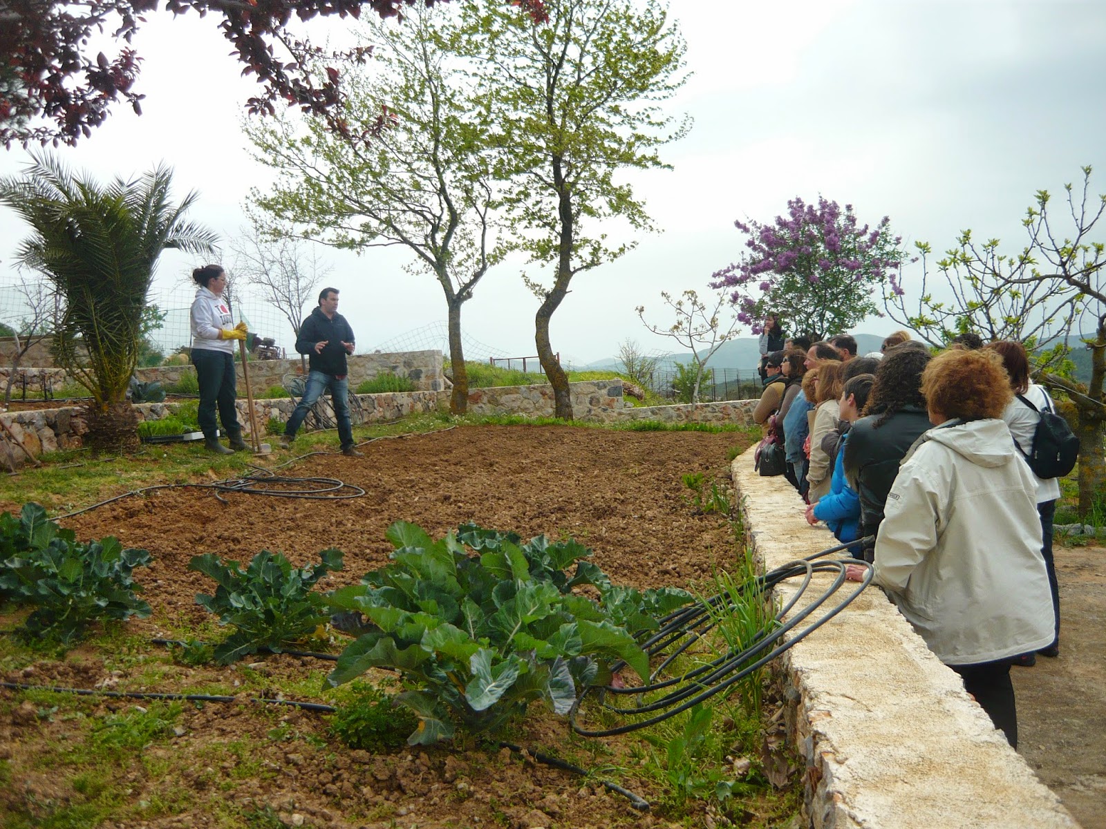 ΣΧΟΛΙΚΟΙ ΛΑΧΑΝΟΚΗΠΟΙ : ΟΙ ΚΗΠΟΙ ΤΩΝ ΣΧΟΛΕΙΩΝ ΤΗΣ Δ/ΣΗΣ Β/ΘΜΙΑΣ ΕΚΠ/ΣΗΣ ...