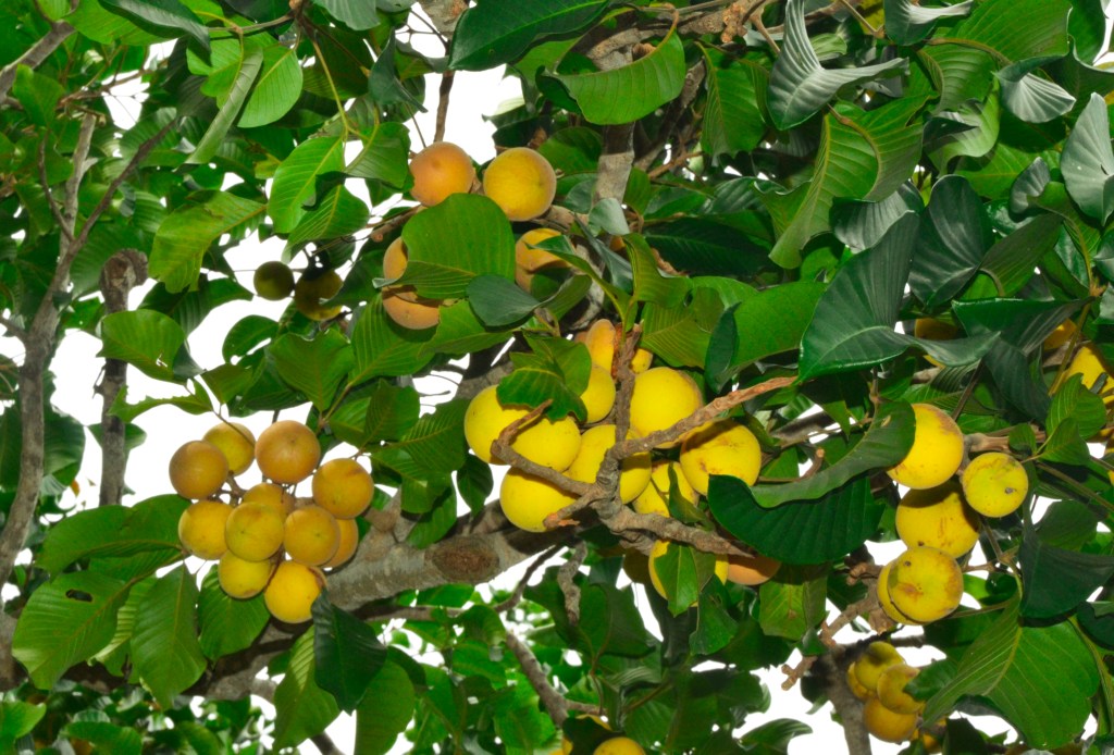 WARNA NOSTALGIA: Buah Sentul