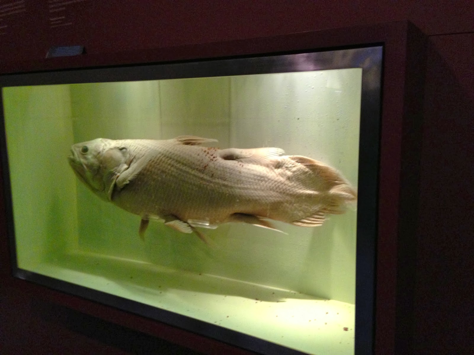 flue i løb: Pausefisk