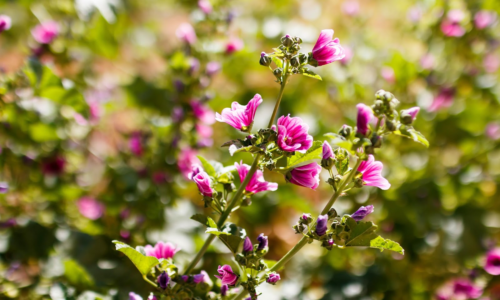 POETRY PAGE OF PGR: Old Chinese Poem