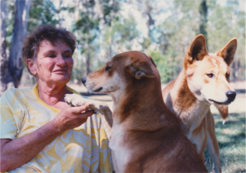 Dingo Lady: SHEILA – Berenice’s Constant Companion