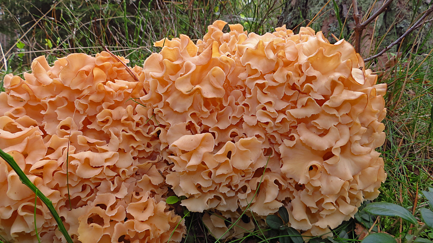 NATURE and TRAVEL: Siedzuń sosnowy [Szmaciak gałęzisty] Sparassis crispa