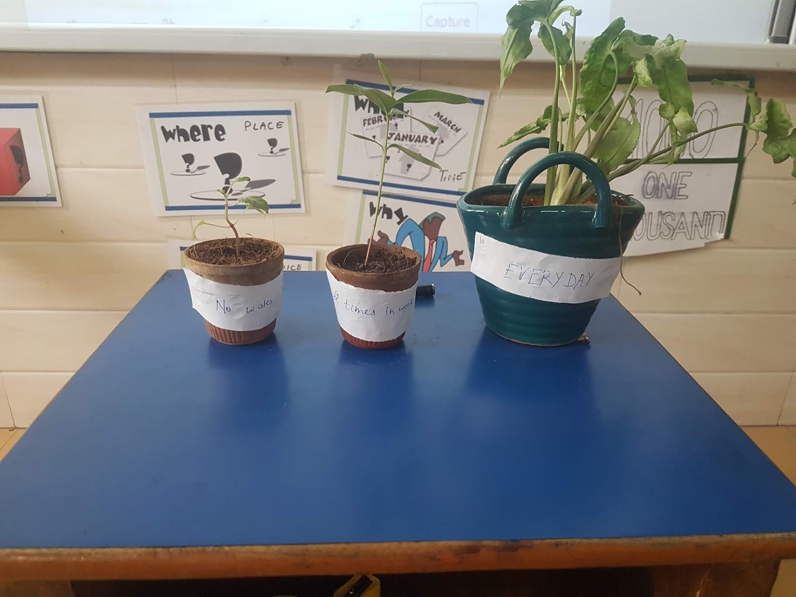 Activity- Plants need water