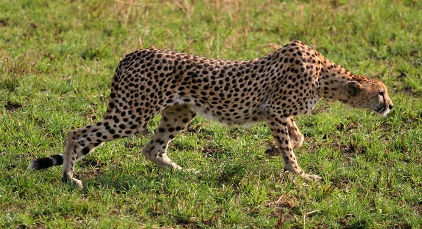 Blog do Edu Ambiental: Guepardo