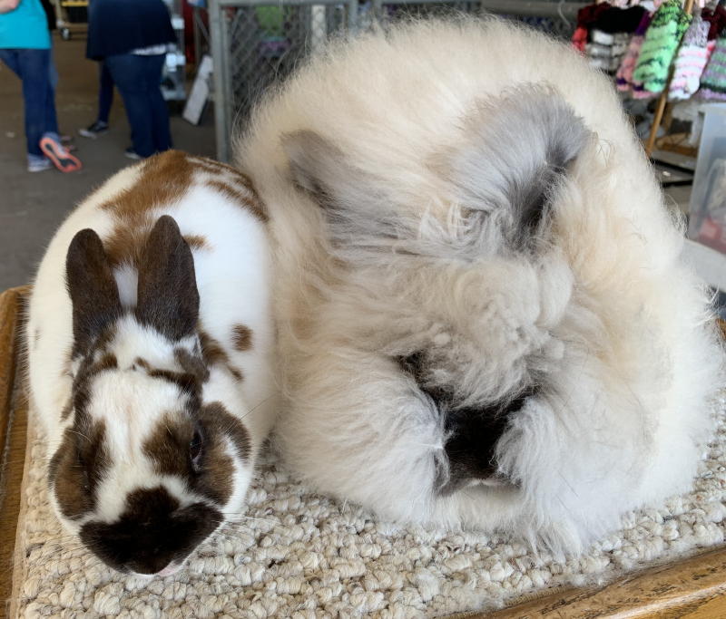 Broken Satin Rabbit Colors