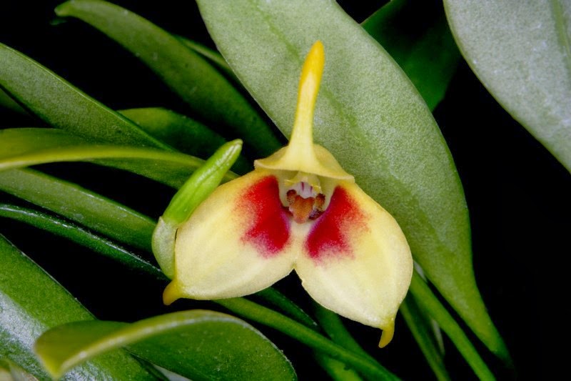 Aquarien und Orchideen : Orchideen 2