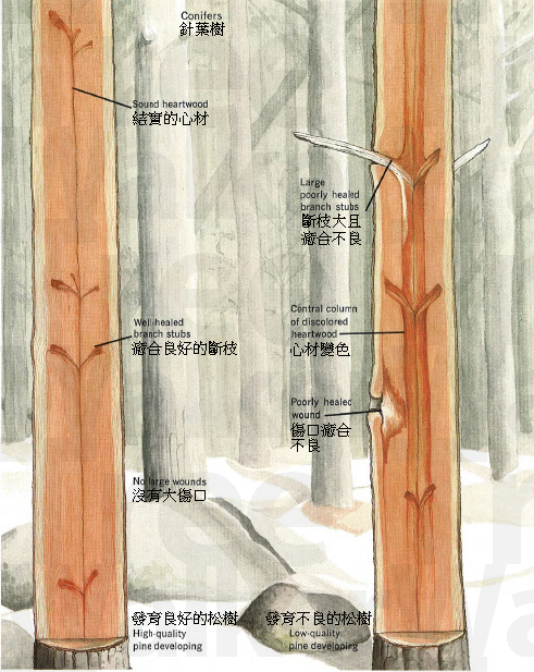 樹木的腐朽區隔化 COMPARTMENTALIZATION OF DECAY IN TREES | 樹沃客樹藝