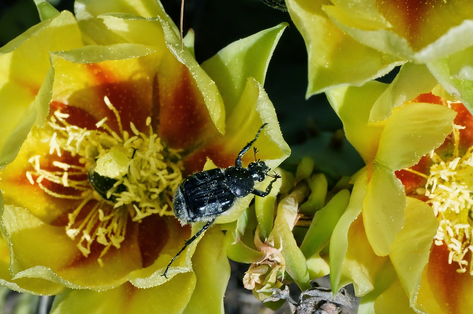 The Bee Pasture: More Bee-like Beetles
