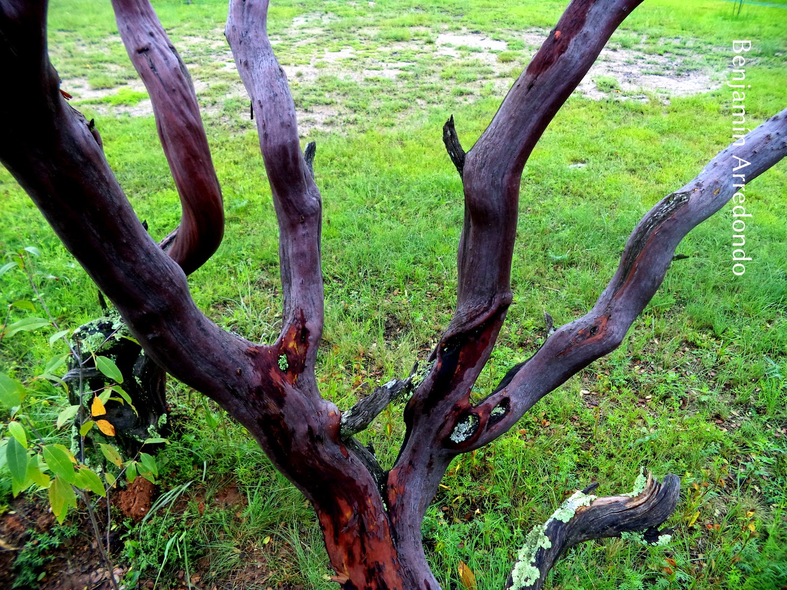 El Bable: La Pingüica, el hermoso arbusto que la produce, en la sierra ...