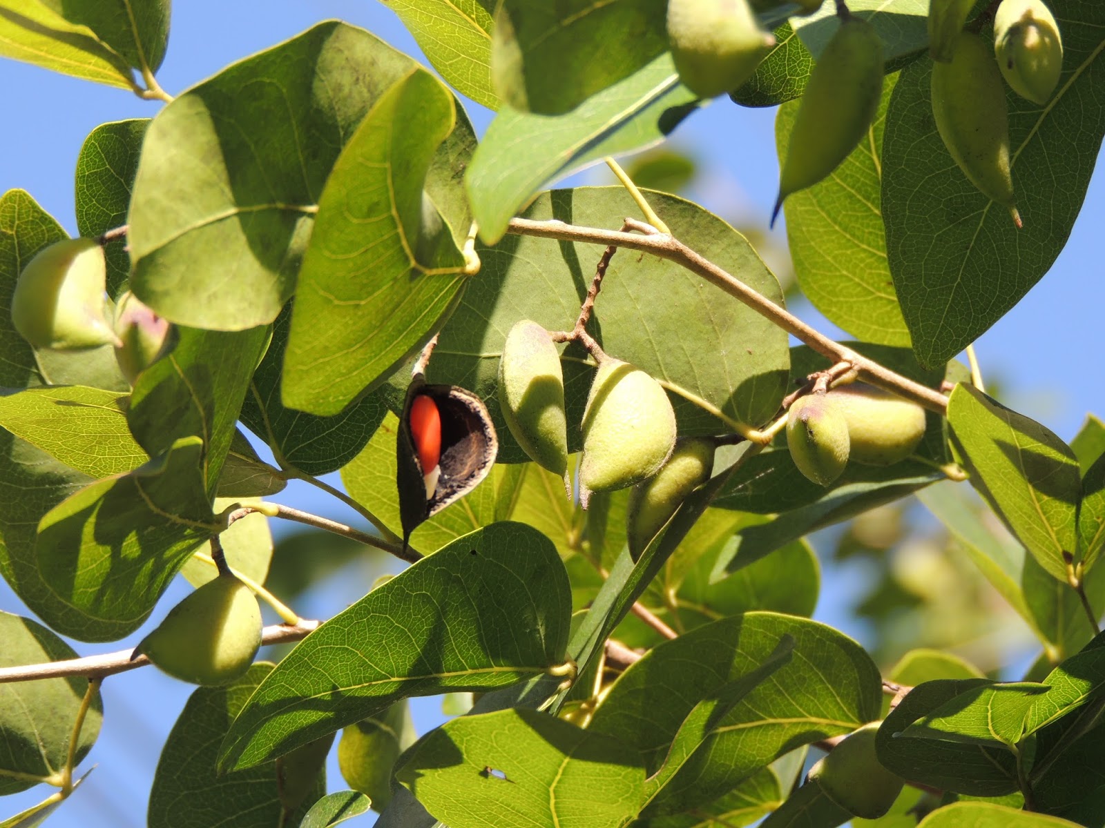 Fabaceae - Leguminosae no Brasil: Guibourtia