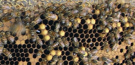 Obreras de Miel: Perpetuar los genes - Los Zánganos