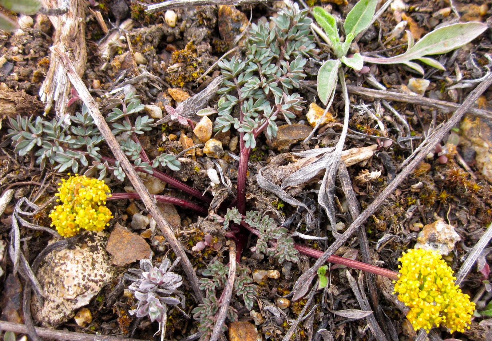 EcoRover: Skywatch Friday: Hiking & Trout Fishing