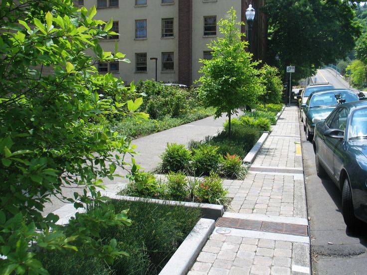 Mark's Urban Forest: bioswales