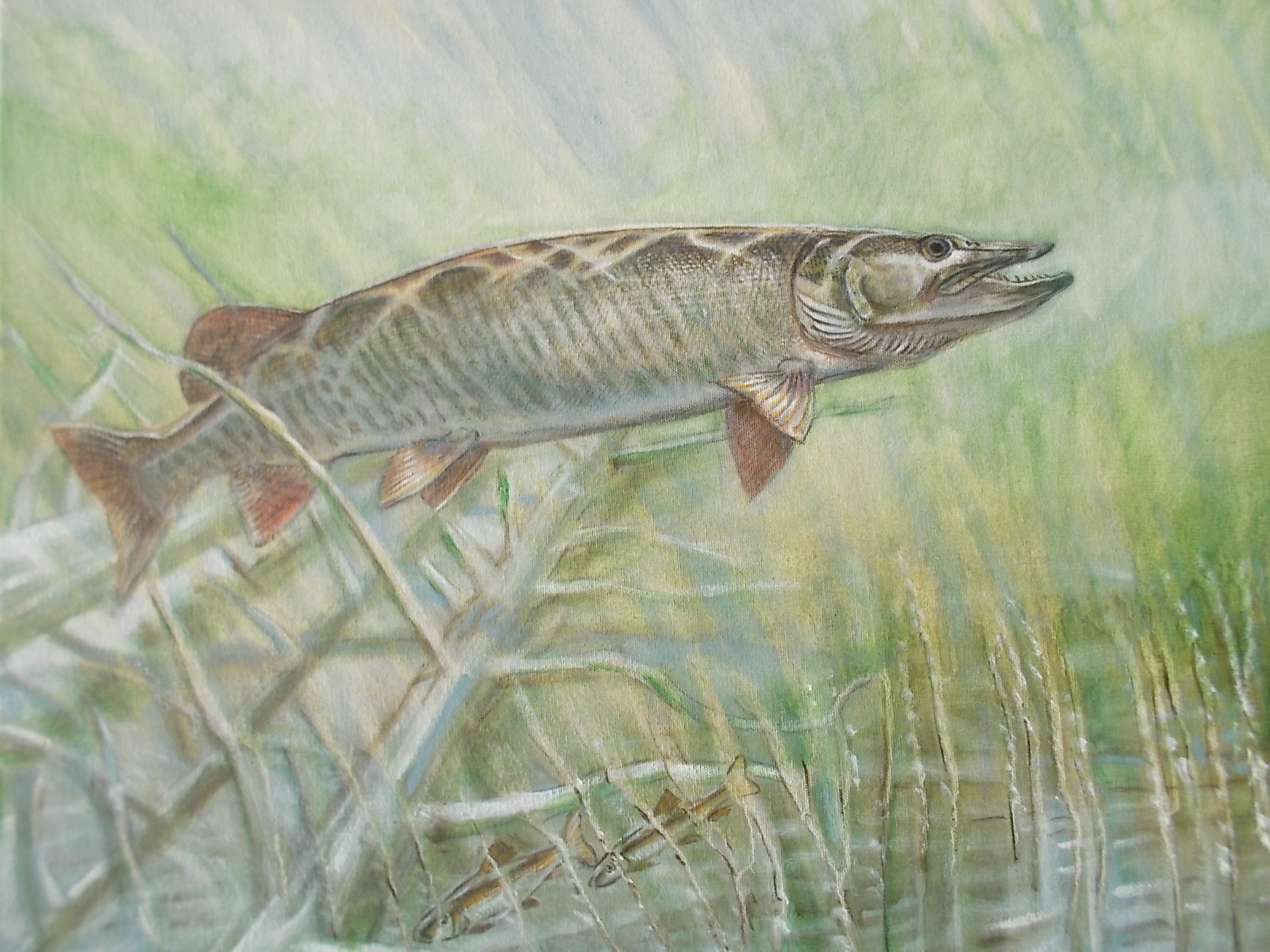 CHARLES WEISS ART: Muskie painting; Swimming through the valley