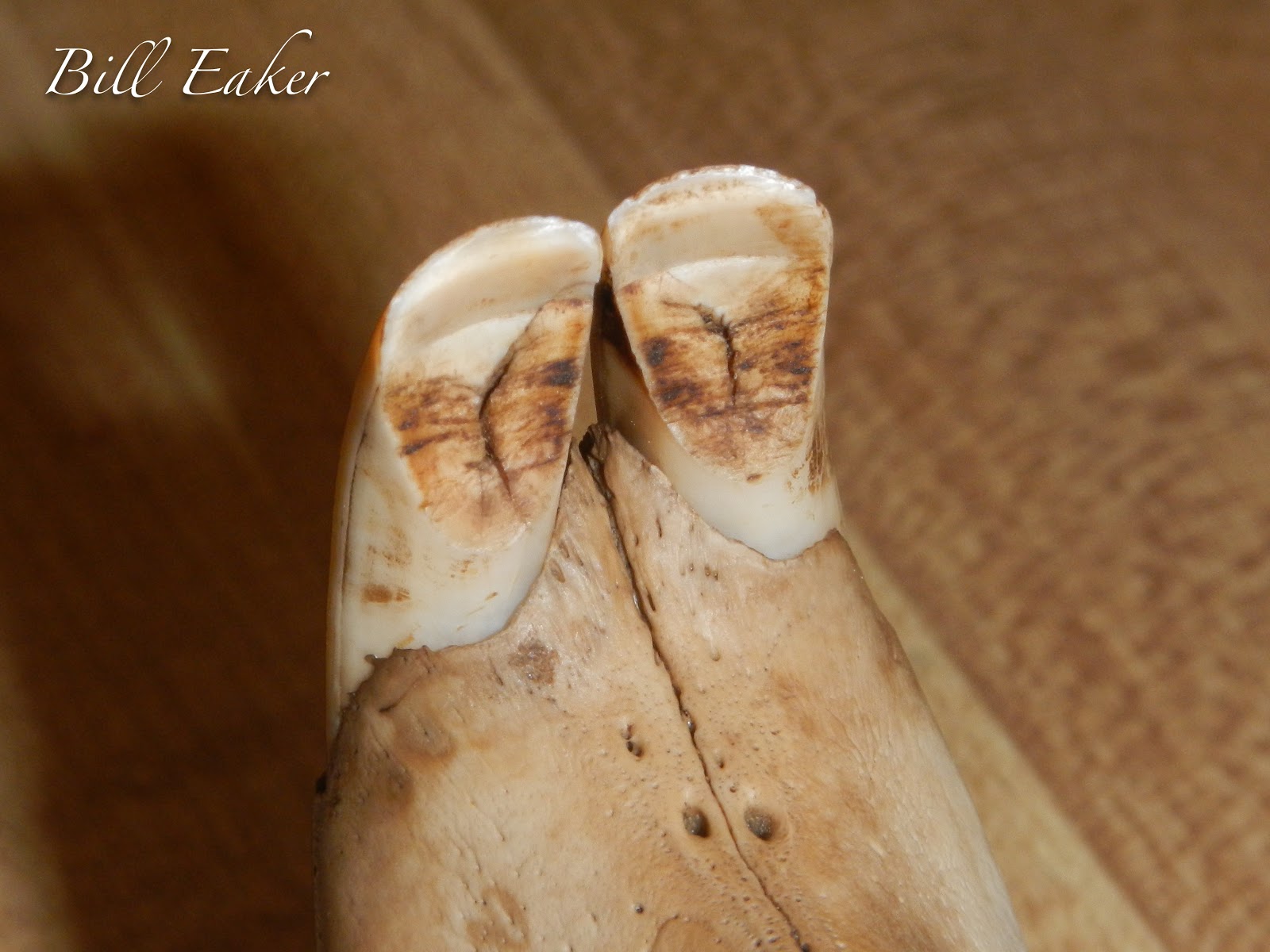 Hennepin Canal - A Wilder Look: Busy As A Beaver
