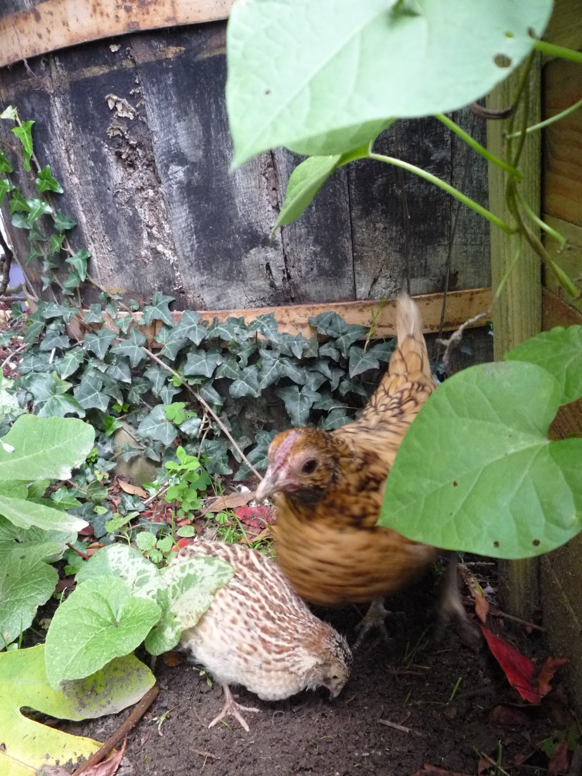 Colours of Coturnix Japonica Quail Part Two - The Golden | The Holistic ...