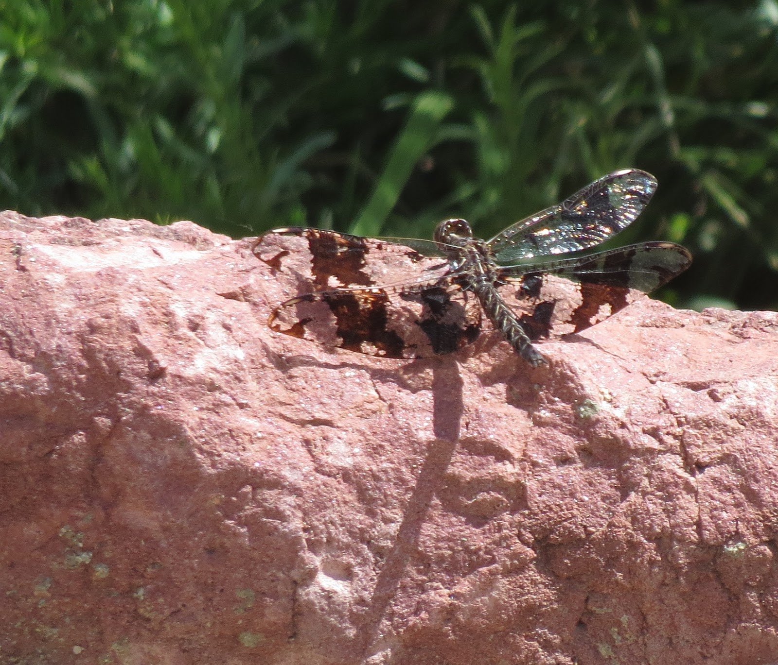 Bug Eric: Filigree Skimmers Are Back