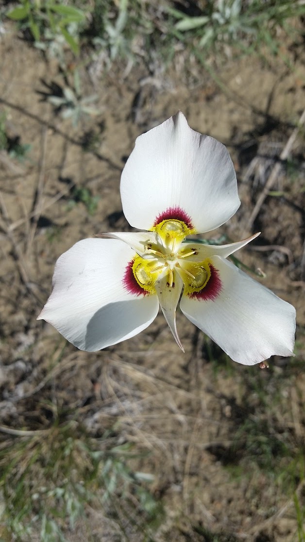 Gumbo Lily: Lilies of the field...