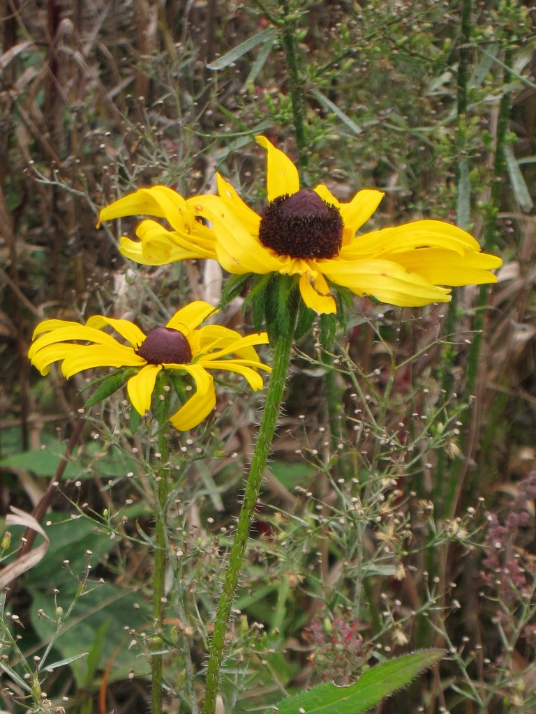 Seeing Anew: Springfield Bog, Prairie Trail, Springfield Twp, Ohio