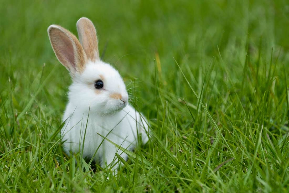 Sou Apenas Um Coelho - C. H. Spurgeon ~ Liberdade Jubrac