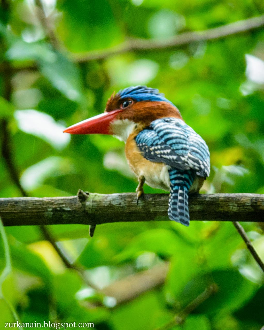 Zul Ya - Birds of Peninsular Malaysia: Banded Kingfisher V14