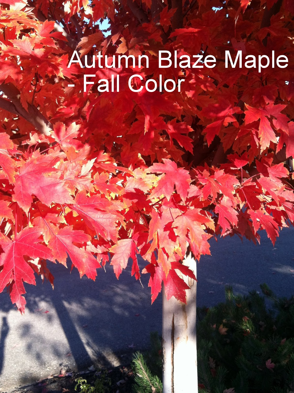 B R E C K O N L A N D D E S I G N: November 2011