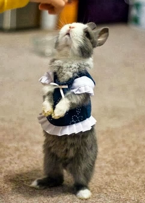 Anak Kelinci Lucu Dan Imut | Gambar Foto Kelinci