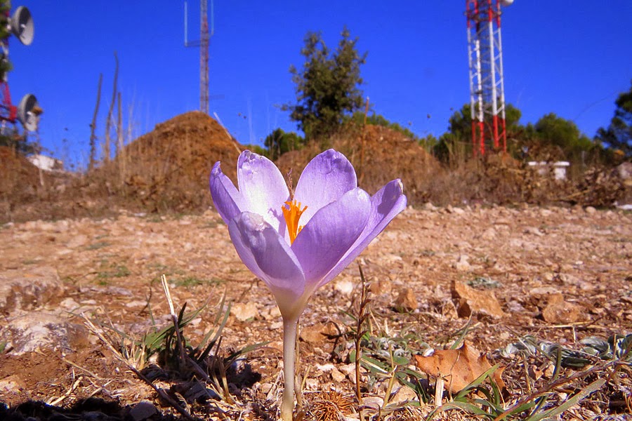 Bird Guide: Ronda and her surroundings